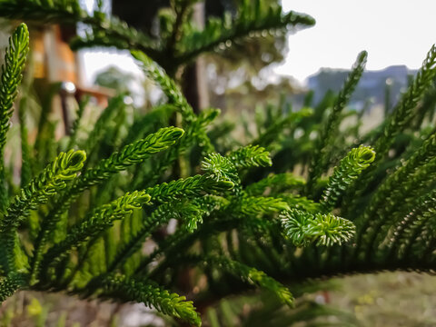 "Caucasian Spruce" Images – Browse 138 Stock Photos, Vectors, and Video ...