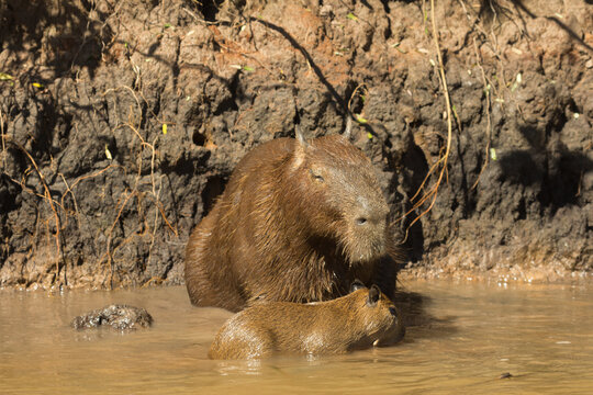 Ronsoco Images – Browse 58 Stock Photos, Vectors, and Video | Adobe Stock