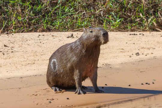 Ronsoco Images – Browse 58 Stock Photos, Vectors, and Video | Adobe Stock