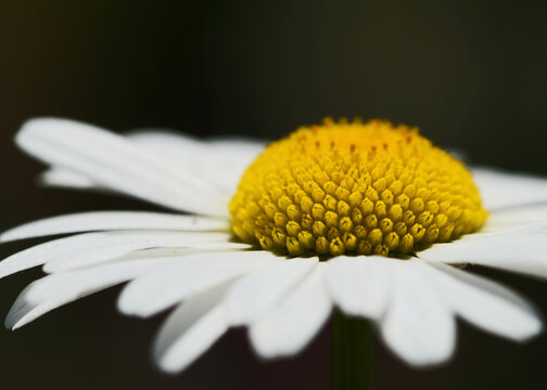 Margarite-Bilder: Stock-Fotos & -Videos. | Adobe Stock