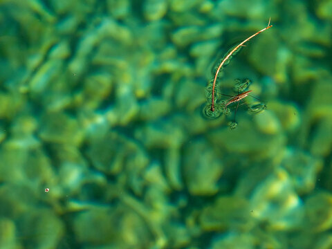 Waterstrider Images – Browse 211 Stock Photos, Vectors, and Video ...