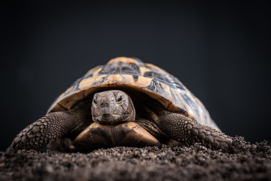 LAS 6,827 MEJORES IMÁGENES, FOTOS DE ARCHIVO Y VECTORES DE Testudo ...