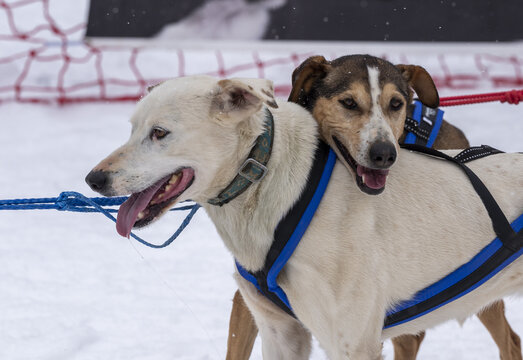 Eurohound Images – Browse 78 Stock Photos, Vectors, and Video | Adobe Stock