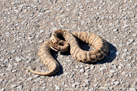 Mamushi 이미지 – 찾아보기 975 스톡 사진, 벡터 및 비디오 | Adobe Stock