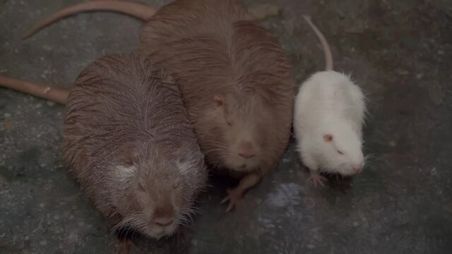 "River Rat" Images – Browse 1,211 Stock Photos, Vectors, and Video ...