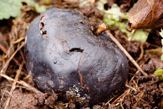 รูปภาพVerwesung – เลือกดูภาพถ่ายสต็อก เวกเตอร์ และวิดีโอ735 | Adobe Stock