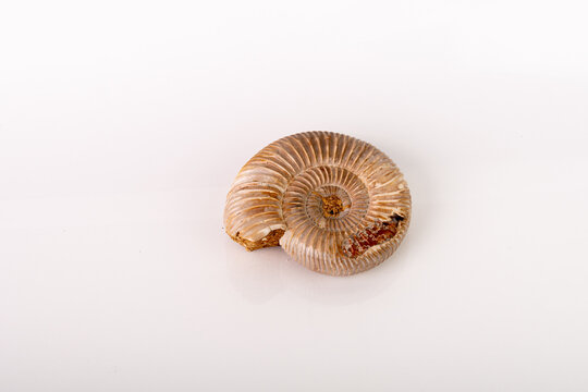 รูปภาพAmmonoidea – เลือกดูภาพถ่ายสต็อก เวกเตอร์ และวิดีโอ759 | Adobe Stock