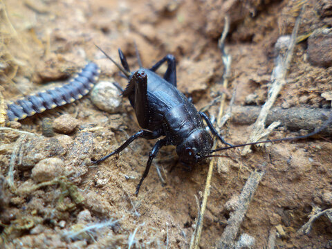 รูปภาพBimaculatus – เลือกดูภาพถ่ายสต็อก เวกเตอร์ และวิดีโอ292 | Adobe Stock