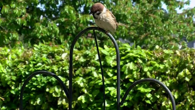 Feldspatzen bilder – Bläddra bland 353 stockfoton, vektorer och videor ...