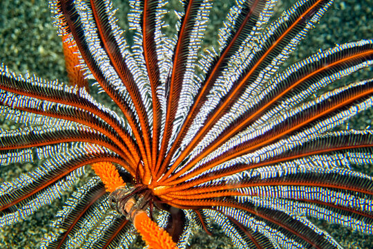 Feather Stars Preserved