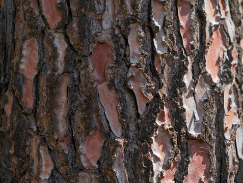 「De-Skinned」の画像 - 2,215 件の Stock 写真、ベクターおよびビデオ | Adobe Stock