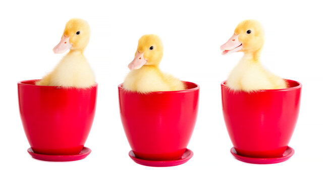 Stink-Pot Images – Browse 5 Stock Photos, Vectors, and Video | Adobe Stock