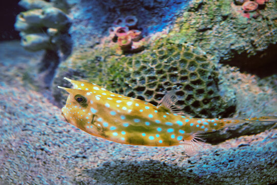 รูปภาพCowfish – เลือกดูภาพถ่ายสต็อก เวกเตอร์ และวิดีโอ2,002 | Adobe Stock