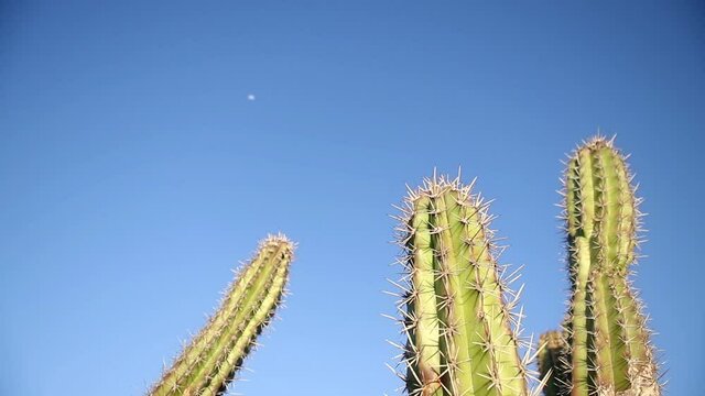 Kactus Images – Browse 34 Stock Photos, Vectors, and Video | Adobe Stock