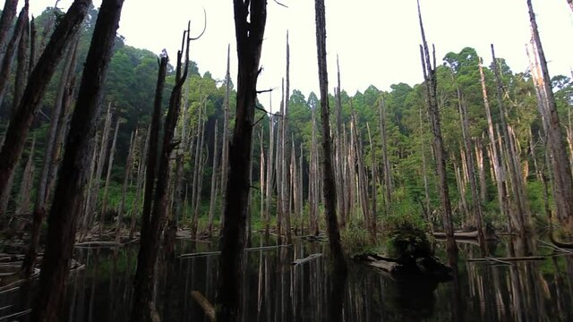 Branchless Bilder – Durchsuchen 94 Archivfotos, Vektorgrafiken und ...