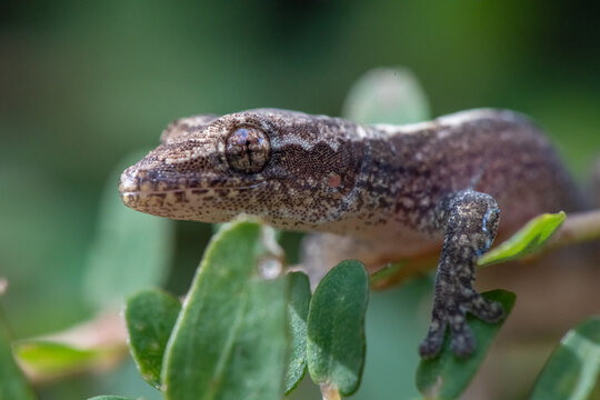 "Asian House Gecko" Images – Browse 933 Stock Photos, Vectors, and ...