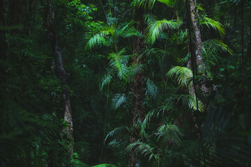 40+ Free forest screensaver pictures - Pikwizard