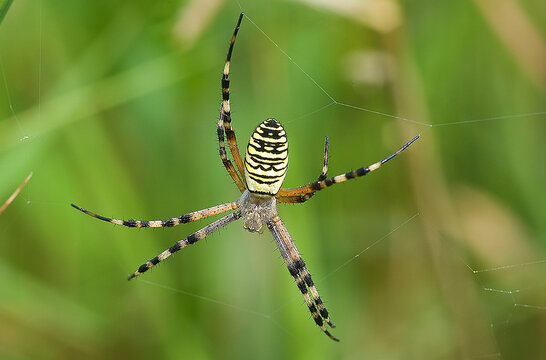 "Corn Spider" Bilder – Durchsuchen 833 Archivfotos, Vektorgrafiken und ...
