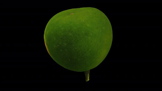 Dalandan Images – Browse 21,169 Stock Photos, Vectors, and Video ...