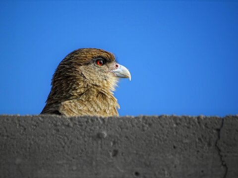 Tiuque Images – Browse 125 Stock Photos, Vectors, and Video | Adobe Stock