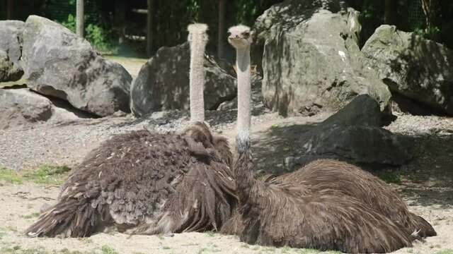 Struthio Images – Browse 8,227 Stock Photos, Vectors, and Video | Adobe ...