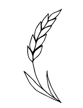 Wheat Stalk Drawing