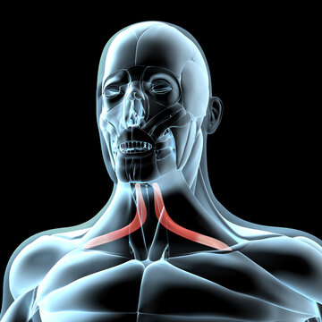 Omohyoideus Muscle Horse Clipart