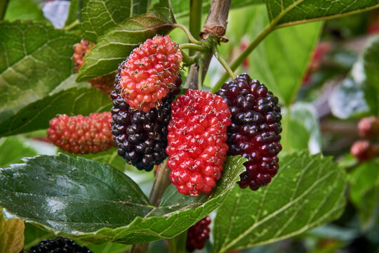 "Mulberry Bush" Images – Browse 332 Stock Photos, Vectors, and Video ...
