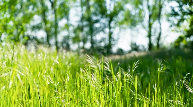 Graspollen Bilder – Durchsuchen 5,326 Archivfotos, Vektorgrafiken und ...