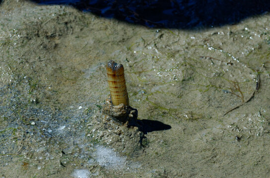 「Solen」の画像 - 207 件の Stock 写真、ベクターおよびビデオ | Adobe Stock