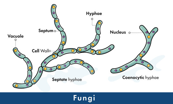 Coenocytic Billeder – Gennemse 13 stockfotos, vektorer og videoer ...