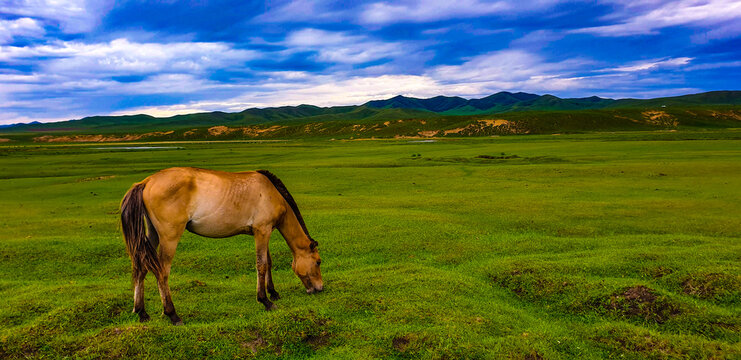 Mongolian Nature