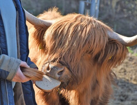 「Kuh-Fell」の画像 - 5,911 件の Stock 写真、ベクターおよびビデオ | Adobe Stock