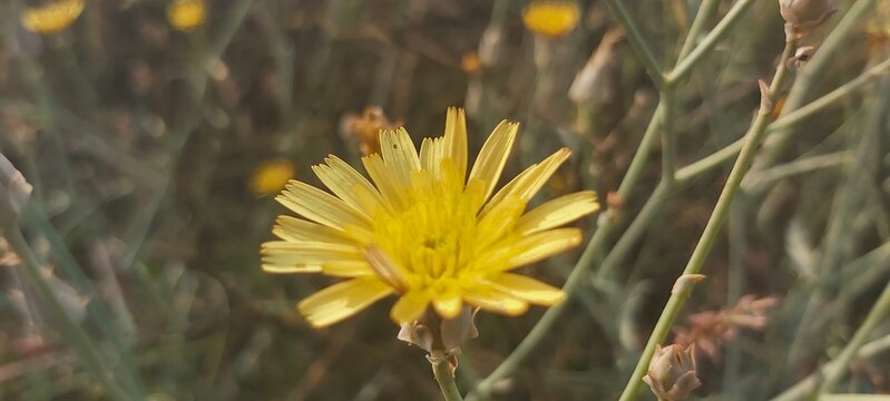 Capeweed Images – Parcourir 546 le catalogue de photos, vecteurs et ...