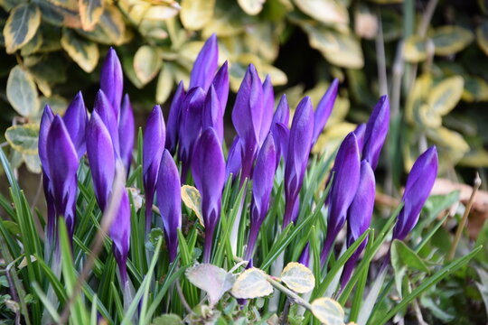 Imagens de Crocuses – Explore Fotografias do Stock, Vetores e Vídeos de ...