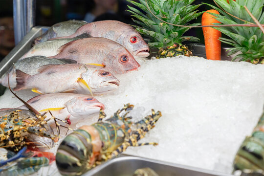 Snepper Images – Browse 8 Stock Photos, Vectors, and Video | Adobe Stock