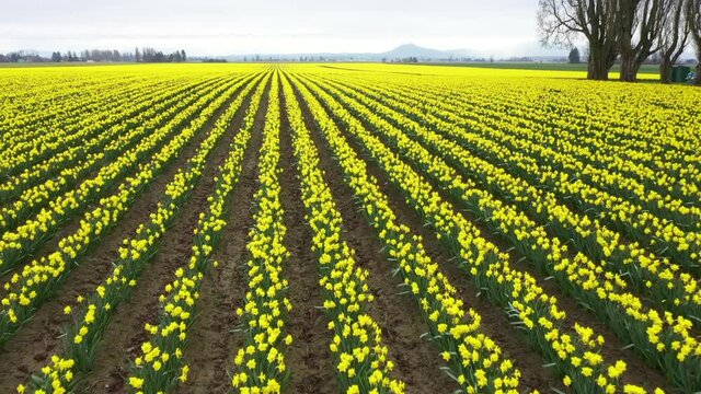 "Daffodil Field" Images – Browse 1,445 Stock Photos, Vectors, and Video ...