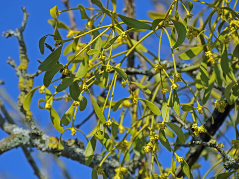 Imágenes de Misteln: descubre bancos de fotos, ilustraciones, vectores ...
