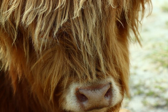 47,855 BESTE Kuh-Fell BILDER, STOCK-FOTOS & -VEKTORGRAFIKEN | Adobe Stock