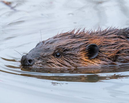 รูปภาพNutrea – เลือกดูภาพถ่ายสต็อก เวกเตอร์ และวิดีโอ13,902 | Adobe Stock