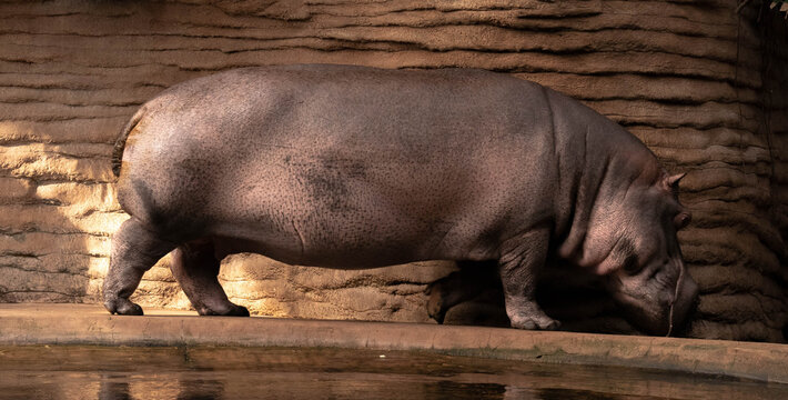 Fattest Hippo In The World
