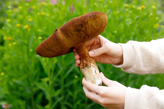 Wald-Champignon Bilder – Durchsuchen 2,964 Archivfotos, Vektorgrafiken ...