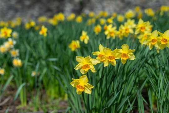 "Daffodil Field" Bilder – Durchsuchen 1,589 Archivfotos, Vektorgrafiken ...