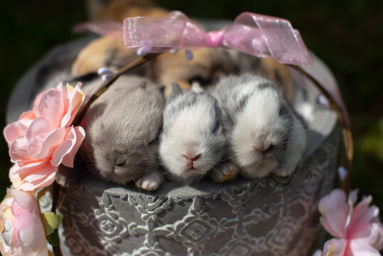 Lapereaux Images – Browse 72 Stock Photos, Vectors, and Video | Adobe Stock