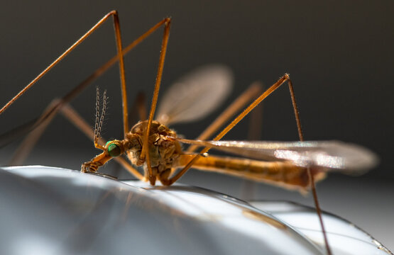 「Melga」の写真素材 | 16件の無料イラスト画像 | Adobe Stock