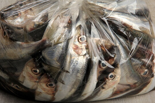 Fresh Fish In Bag Images – Browse 4,693 Stock Photos, Vectors, and ...