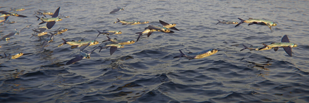 School Of Flying Fish