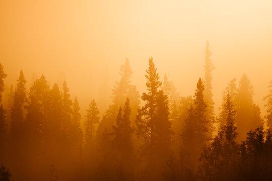 "Orange Forest" Images – Browse 201 Stock Photos, Vectors, and Video ...
