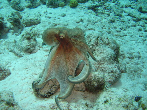 Oktopus bilder – Bläddra bland 2,476 stockfoton, vektorer och videor ...