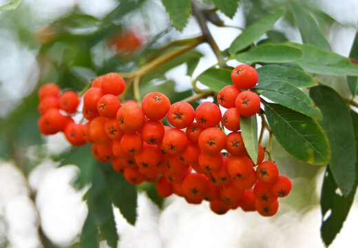 "Sorb Apple" Bilder – Durchsuchen 1,302 Archivfotos, Vektorgrafiken und ...